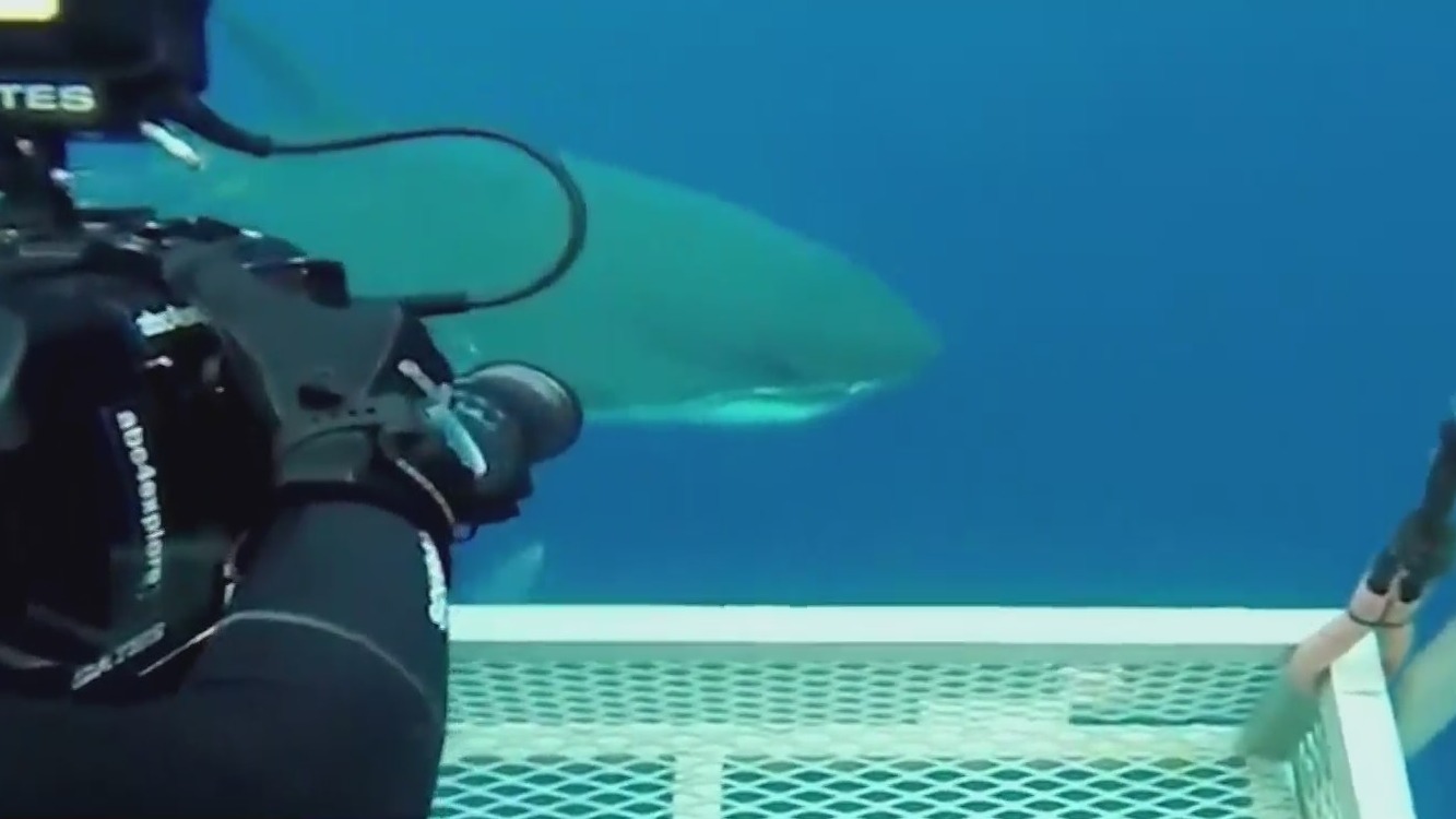 ‘Cocaine Sharks’ may be ingesting drugs dumped on Florida’s coast ...