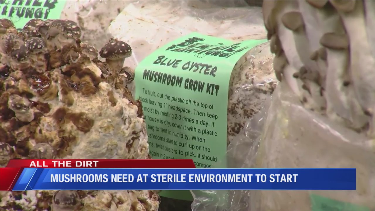 All The Dirt: Den Hill Farm and Fungi – WFXRtv