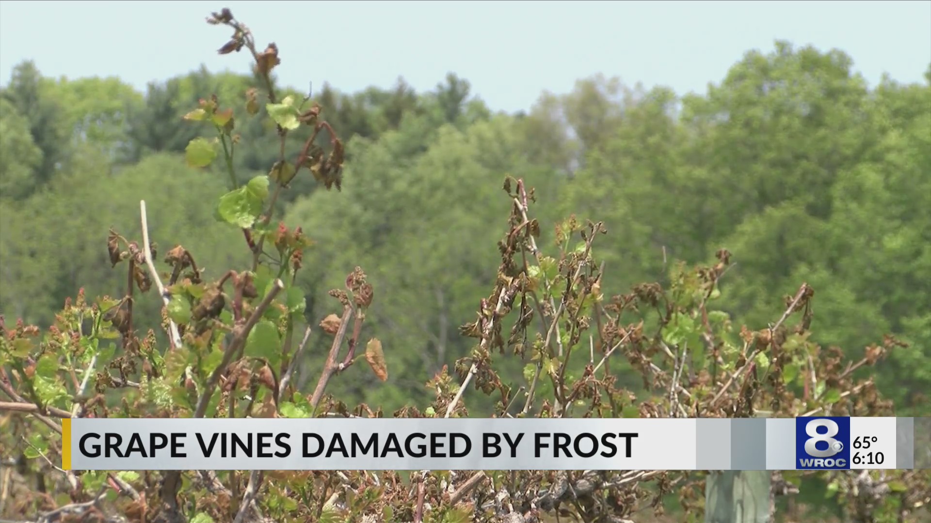 Widespread frost damage found across Finger Lakes vineyards after ...