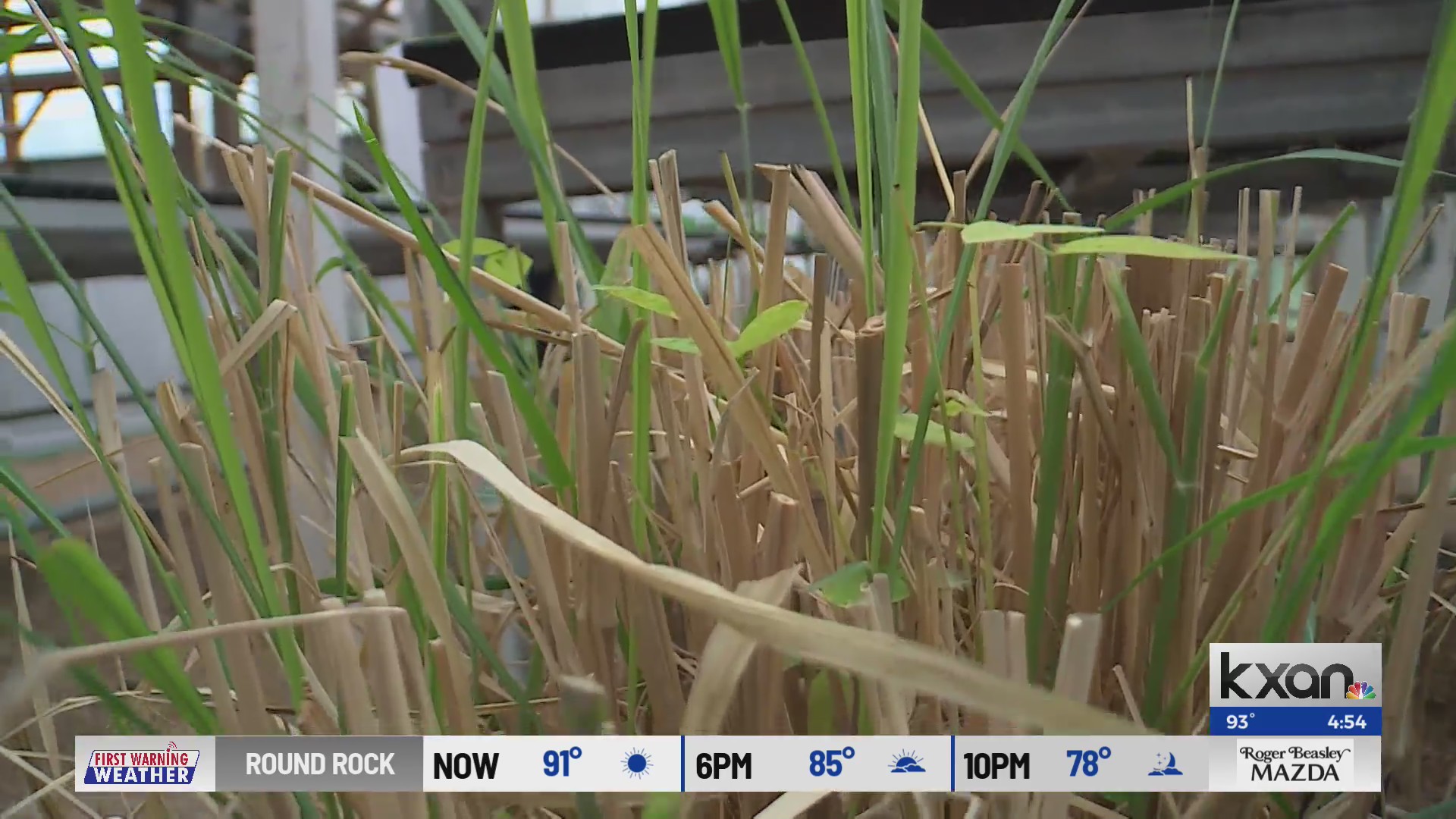 Invasive grass has reached Austin – KXAN Austin