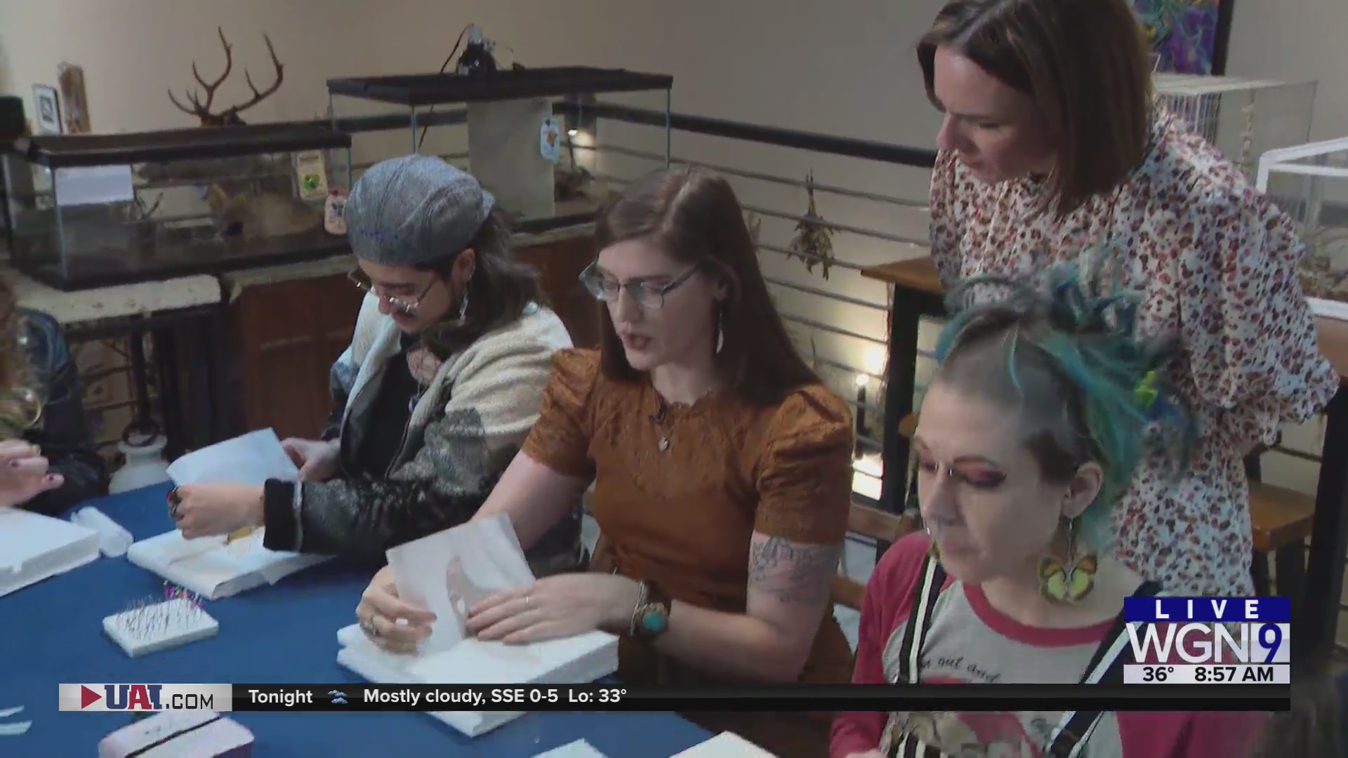 Around Town – The Insect Asylum – WGN-TV