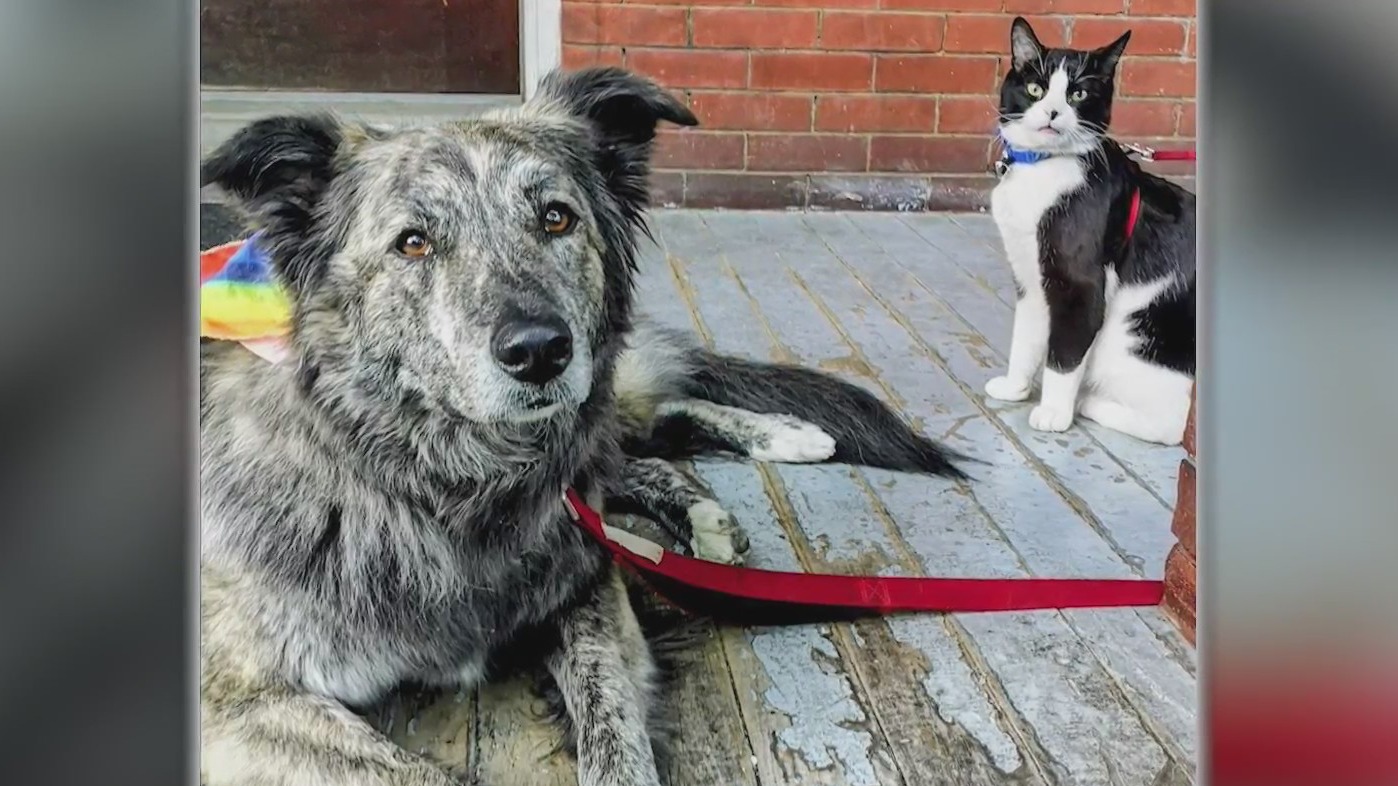 Meet Molly the dog, one of 102 candidates in Toronto’s mayoral race ...