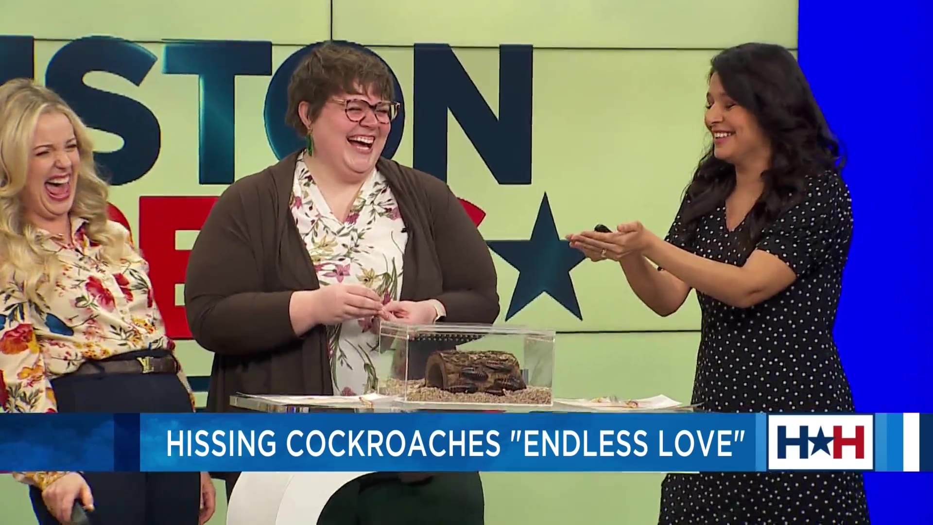 HMNS hissing cockroach promotion for Valentine’s Day, called “Endless ...