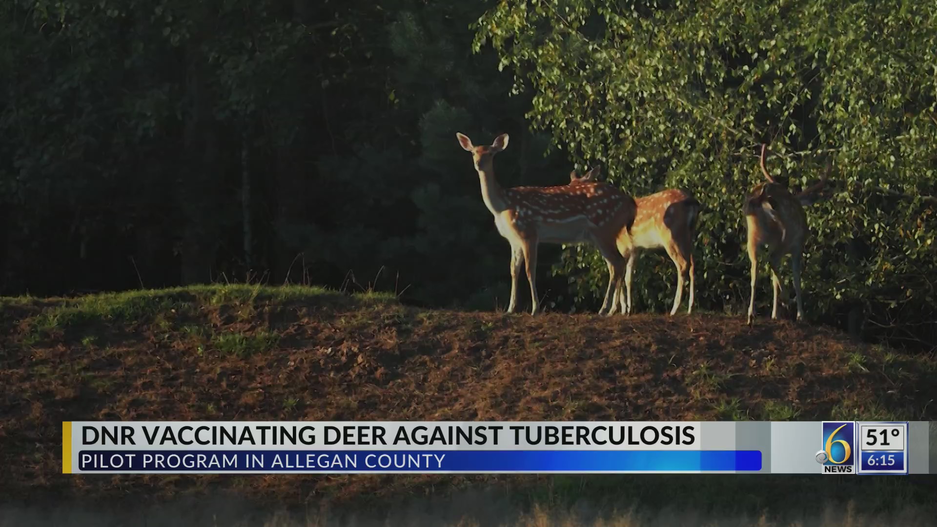 DNR vaccinating wild deer against tuberculosis – WLNS 6 News