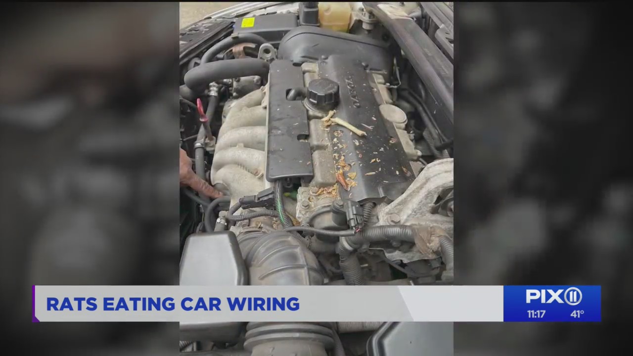 Vehicles not safe from New York City’s rat takeover – PIX11