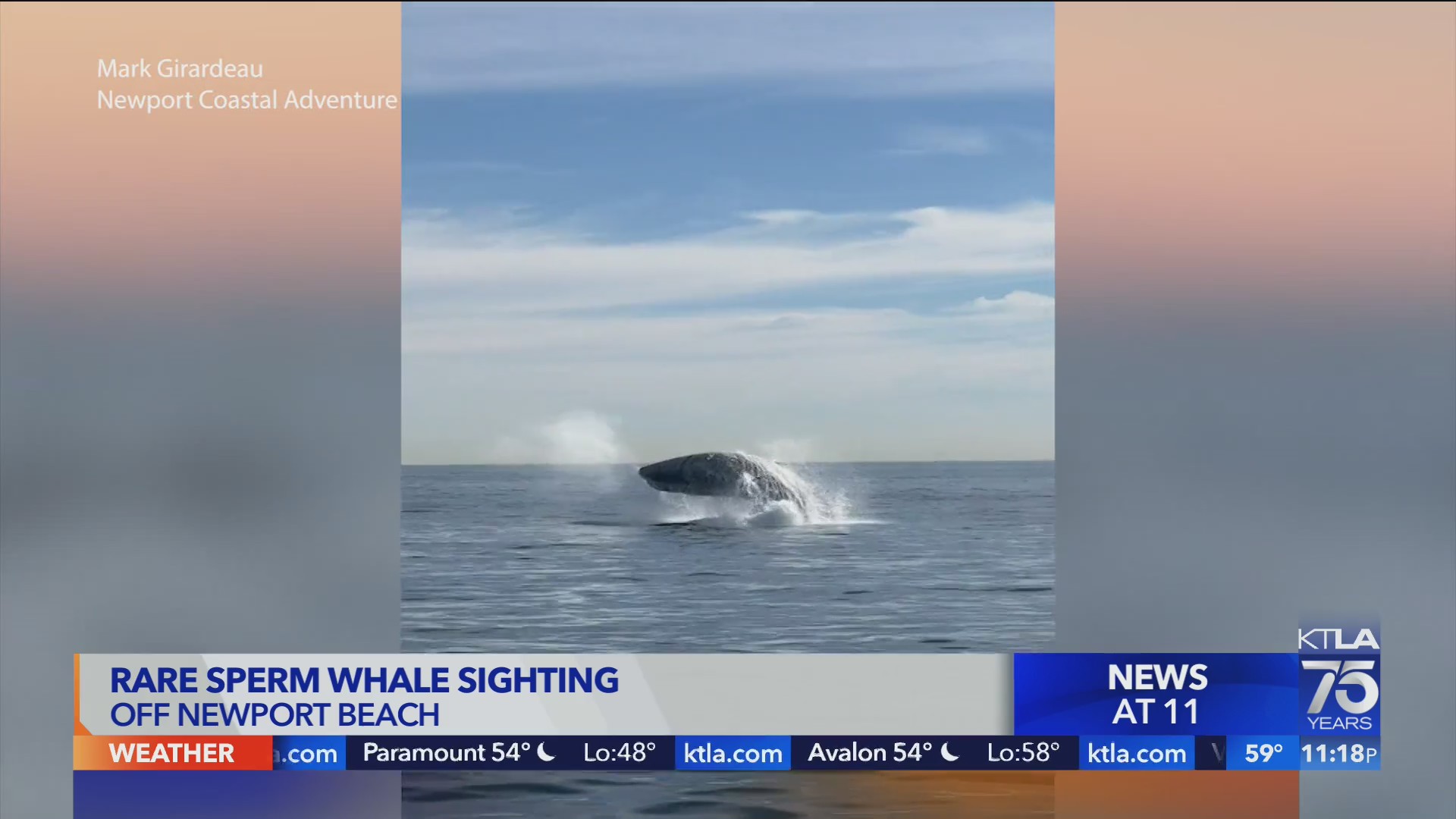 Rare sperm whale sighting – KTLA