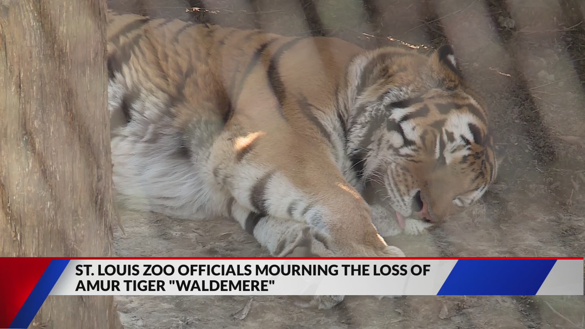 Saint Louis Zoo mourning loss of tiger – FOX 2