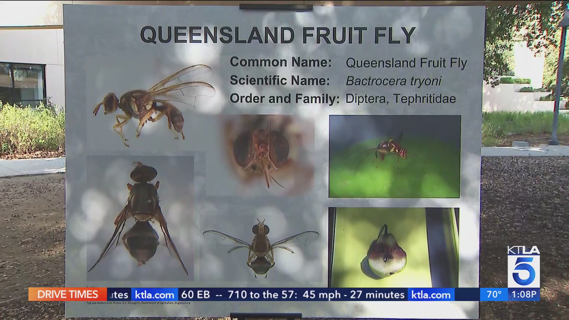 Invasive fruit fly found in Thousand Oaks – KTLA