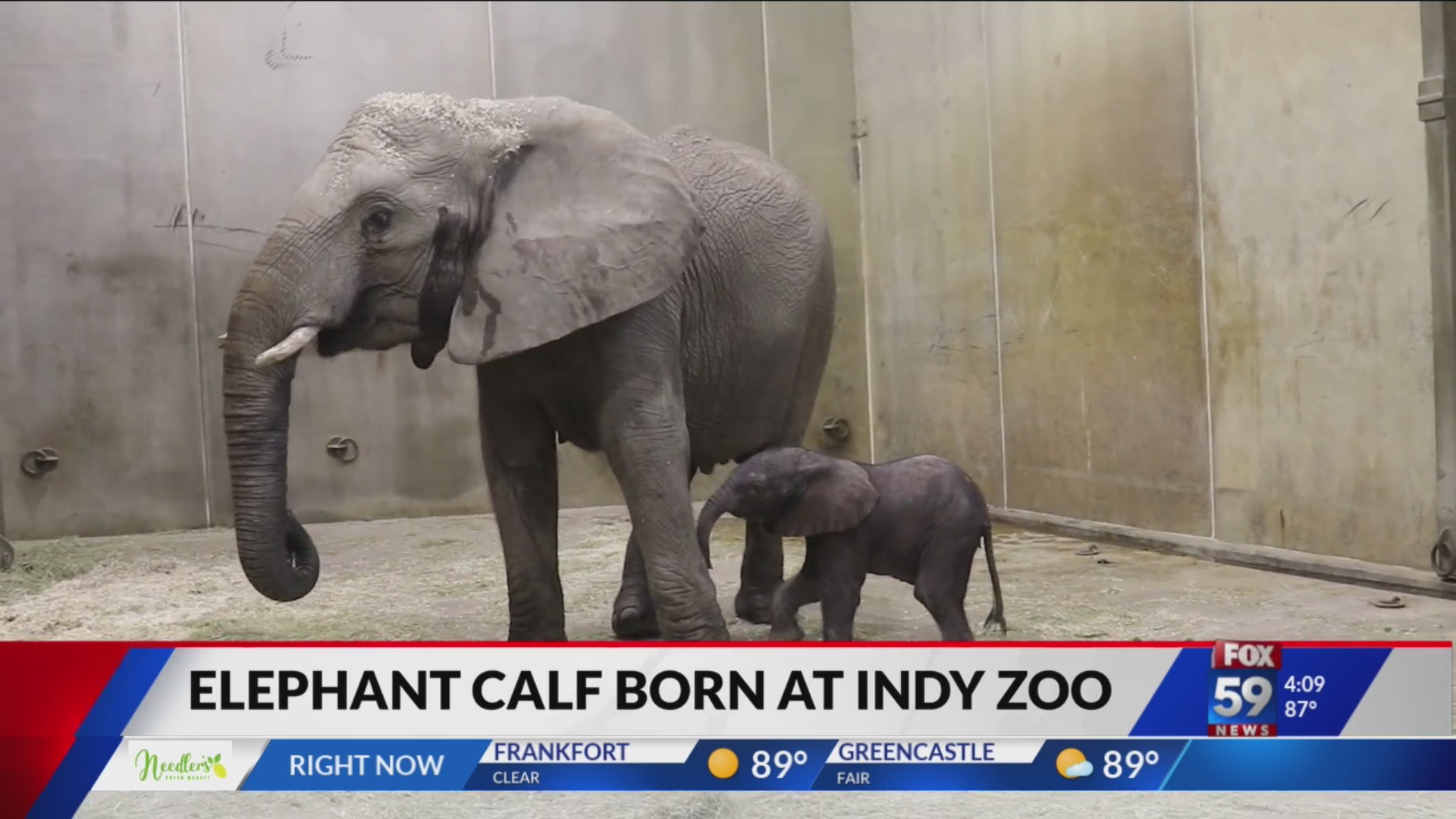 Indianapolis Zoo welcomes new baby African elephant – Fox 59