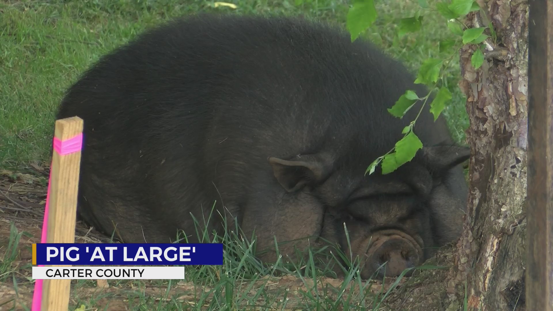 Have you seen this pig? Carter Co. Sheriff’s Office seeking to identify ...