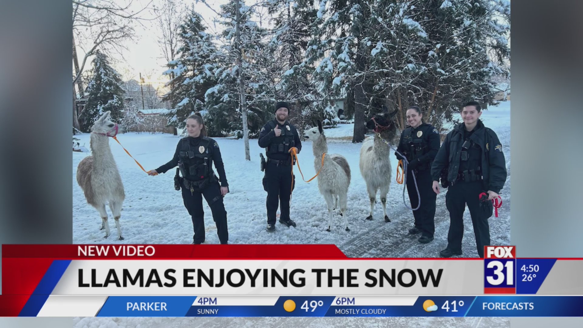 Photos: Police round up llamas in Wheat Ridge – FOX31 Denver