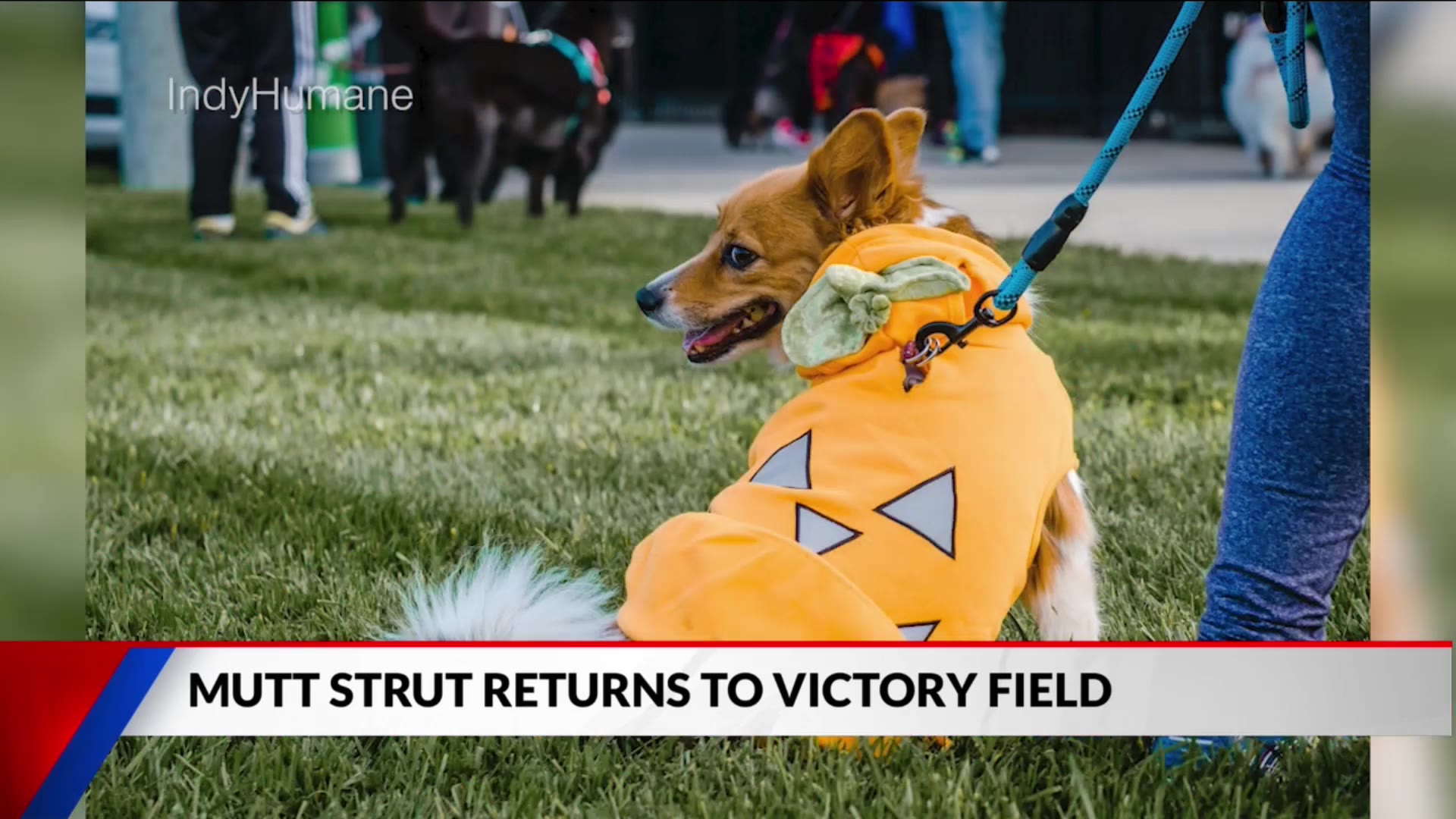 Victory Field going to the dogs for Mutt Strut – Fox 59