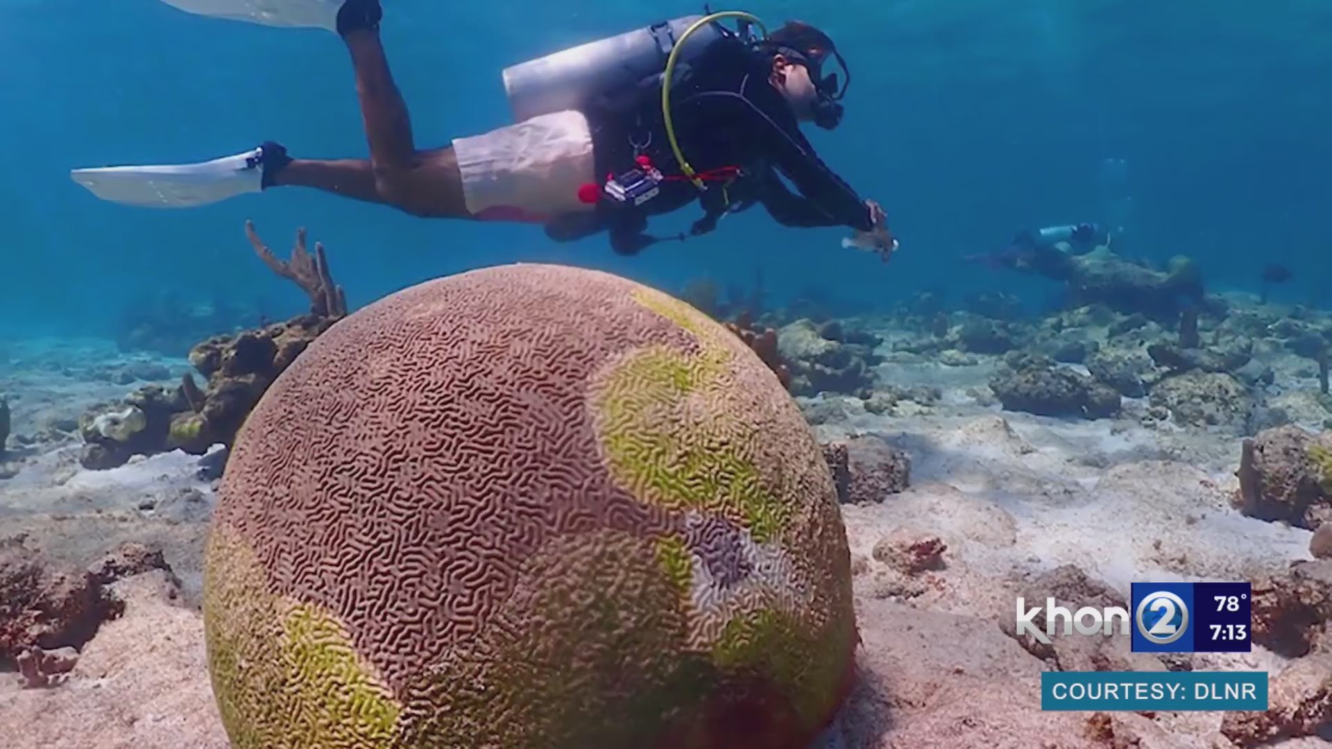 Dr. Bob Richmond from UH Kewalo Marine Laboratory – KHON2