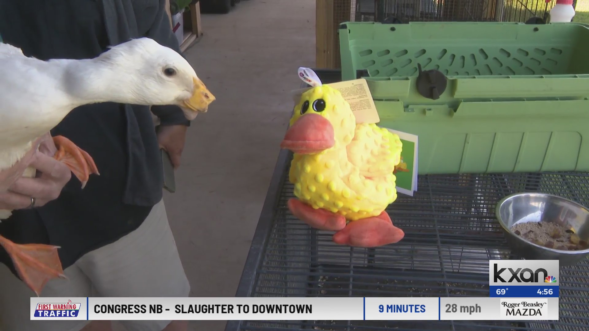 A Georgetown duck is missing her bill. A 3D printer could change that ...