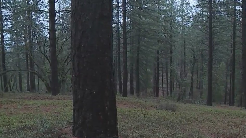 Deadly mountain lion attack update – who13.com