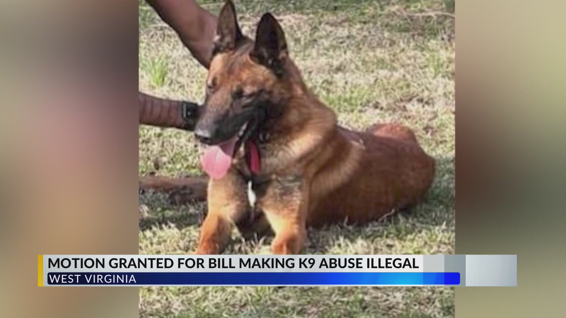 WV bill aims for tougher consequences for harming K-9s – WOWK 13 News