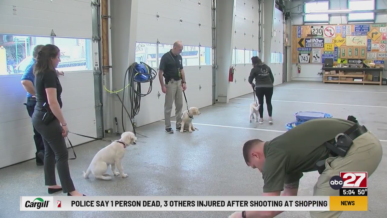 Lancaster County police department receives new K9 – ABC27