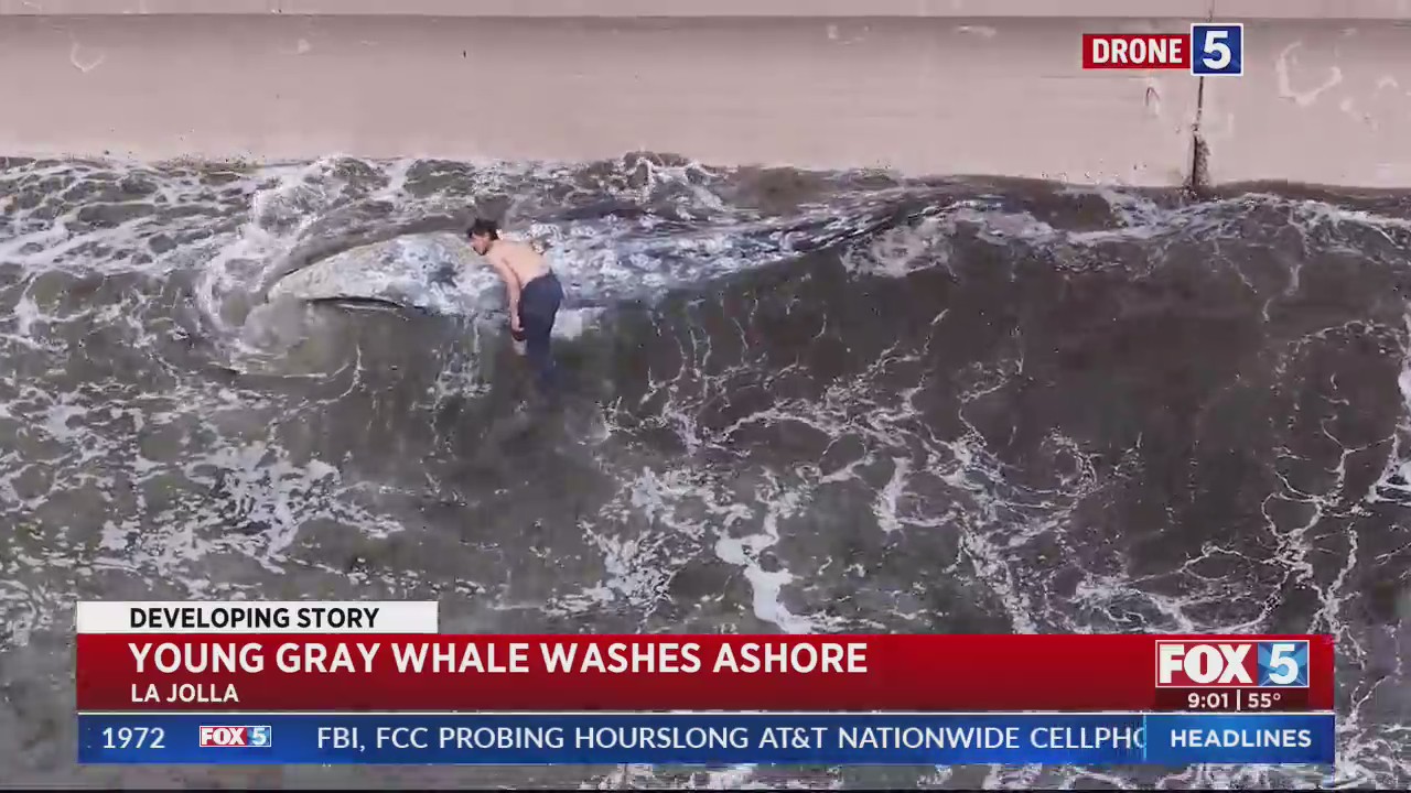 Drone video shows washed up whale in La Jolla – FOX 5 San Diego & KUSI News