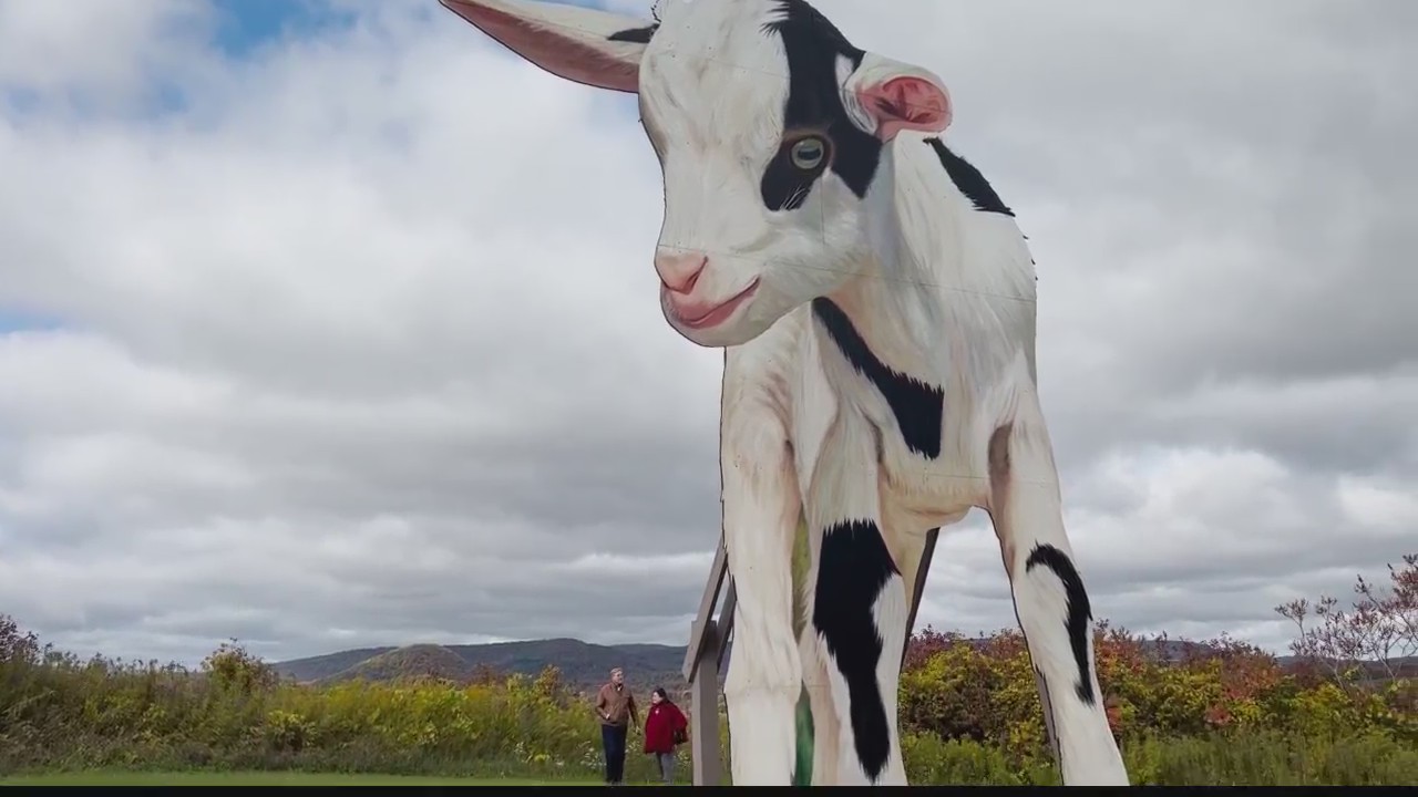 Off the Beaten Path: World’s Largest Goats – NEWS10 ABC