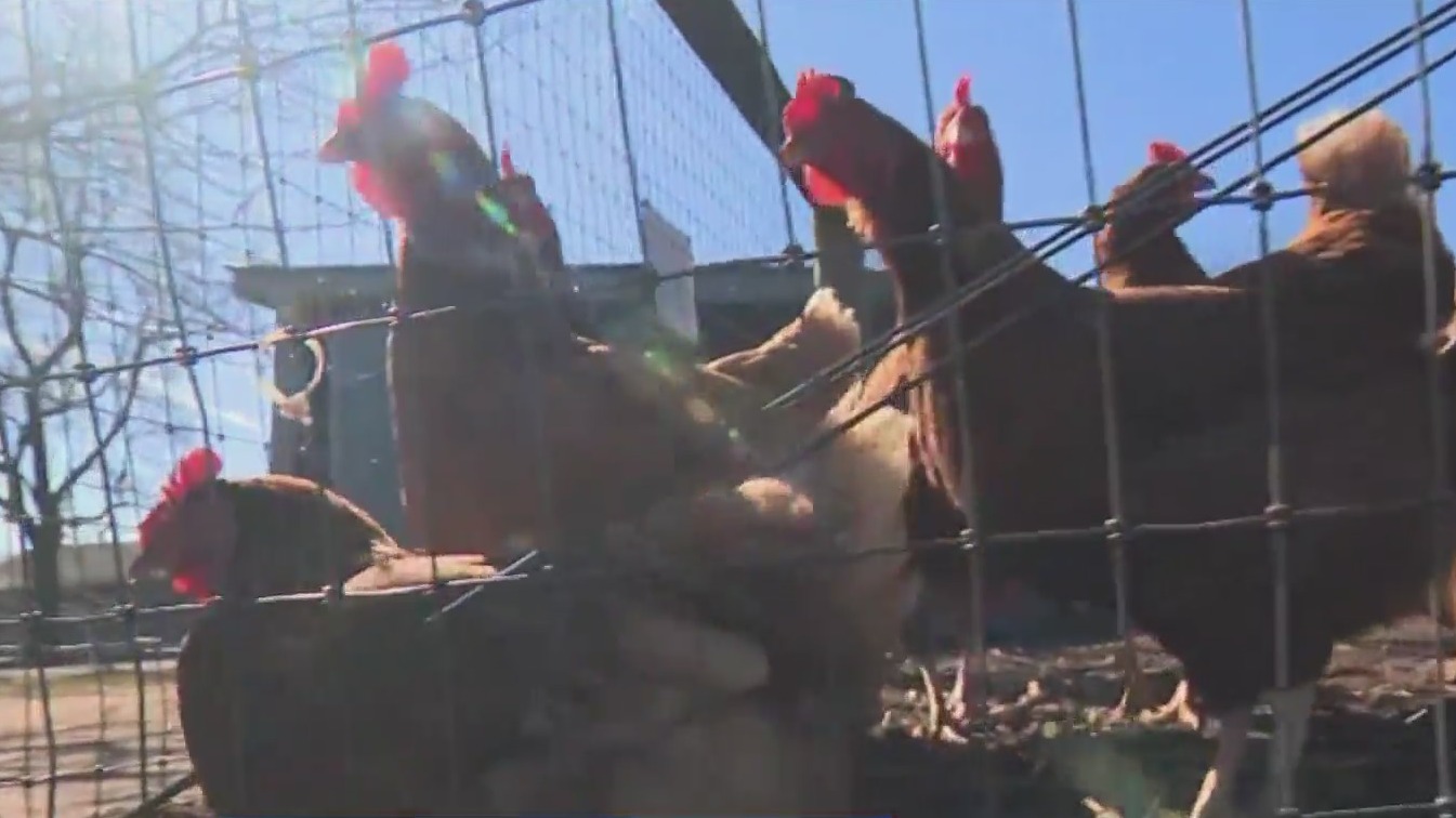 US approves chicken made from cultivated cells | Morning in America ...