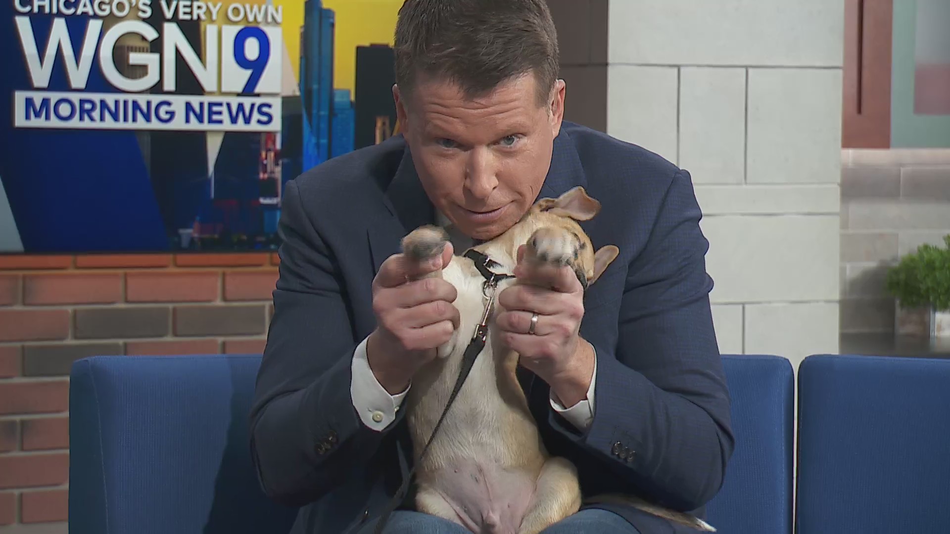 Paws Chicago: Pet of the Week – WGN-TV