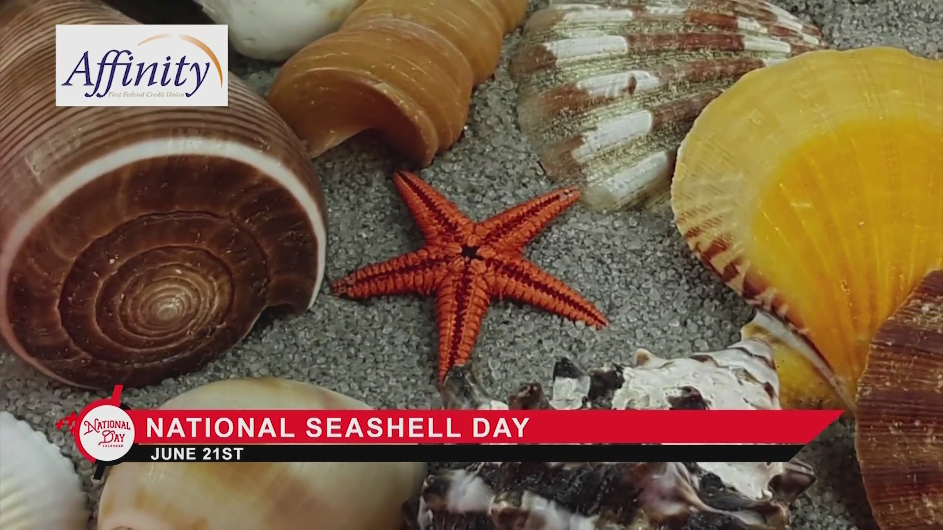 NATIONAL DAY CALENDAR: National Seashell Day – KX NEWS