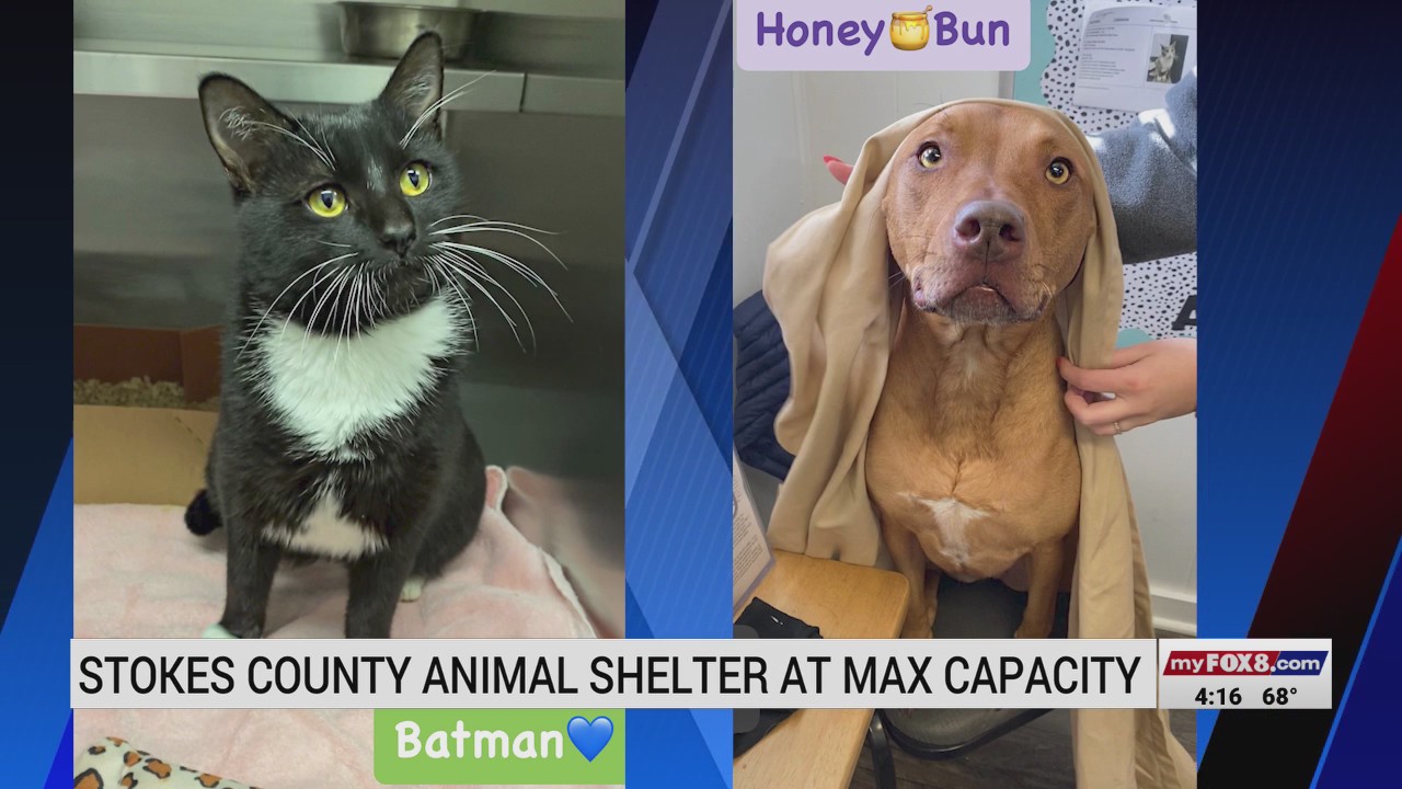 Stokes County dog in ‘extreme danger’ has been adopted – FOX8 WGHP