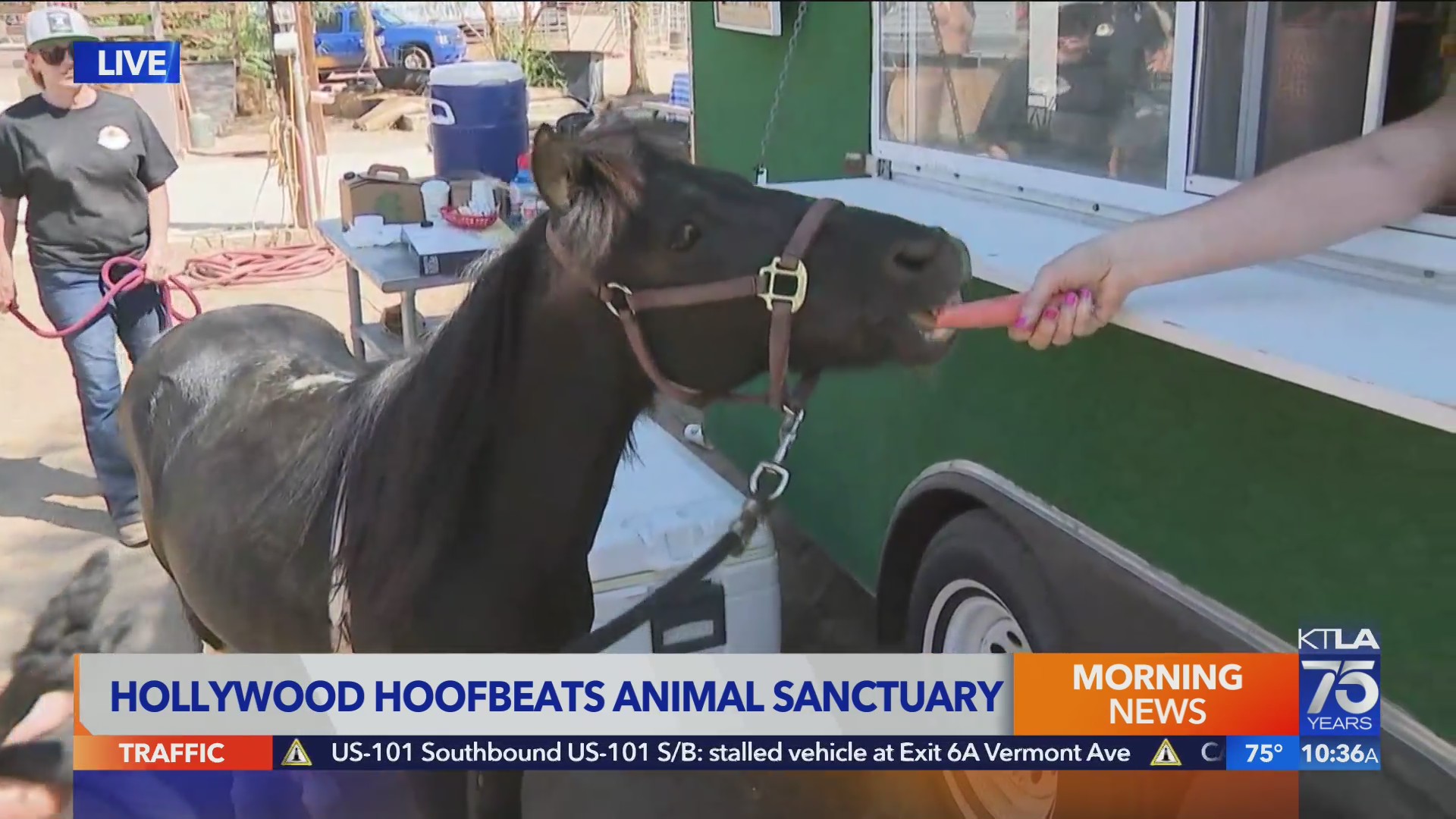 Hollywood Hoofbeats animal sanctuary bringing out the good in animals ...