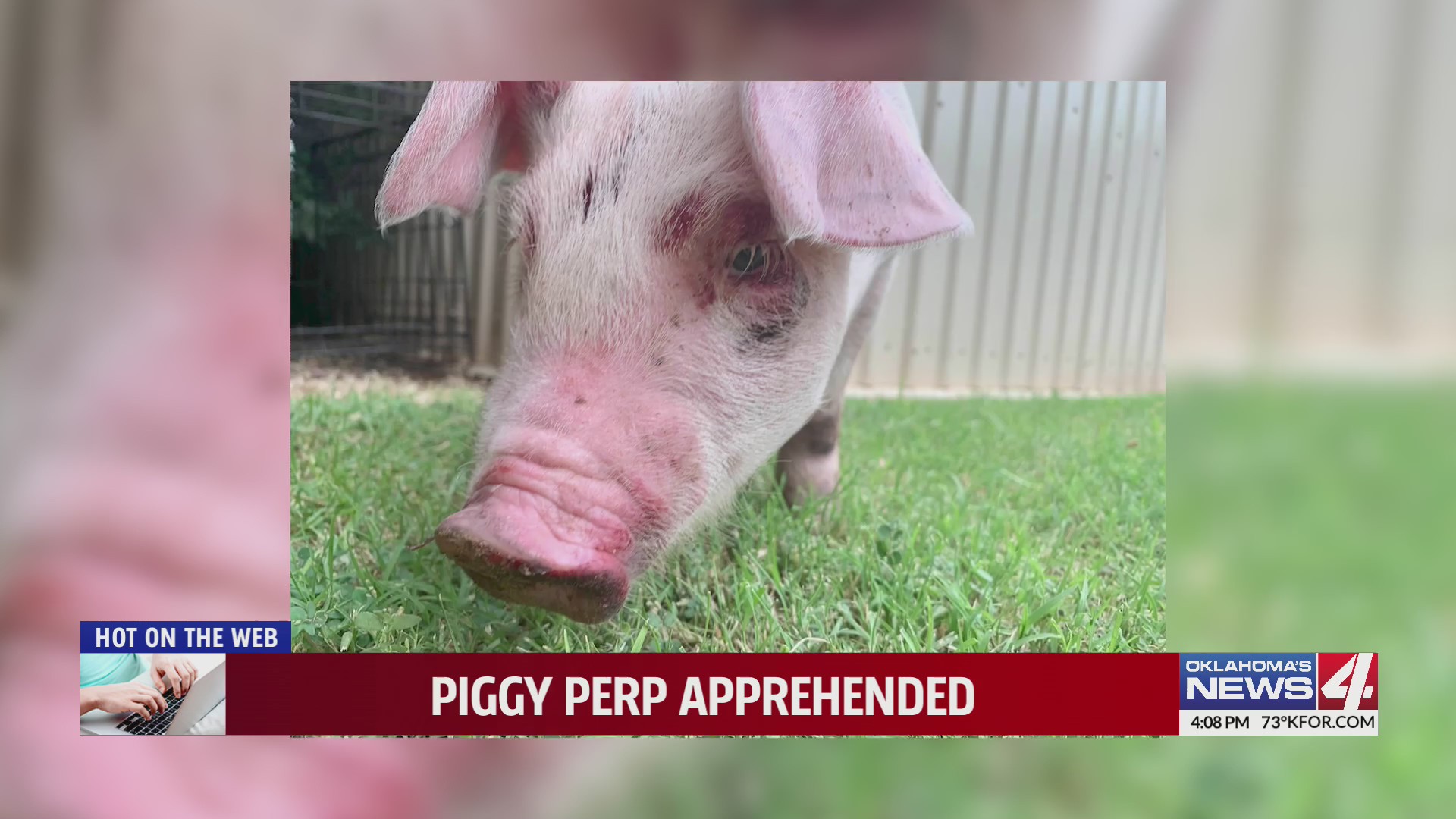 Okarche Police Officers rescue runaway pig – KFOR.com Oklahoma City
