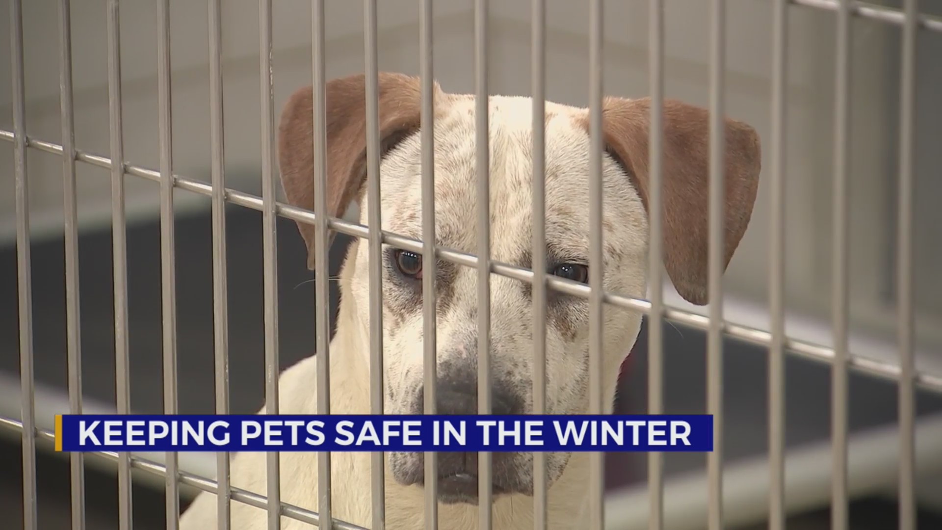 How to keep pets safe amid cold weather – WKRN News 2