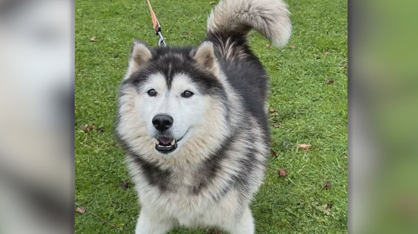 Sir Fluff looking for his forever home – KOIN.com