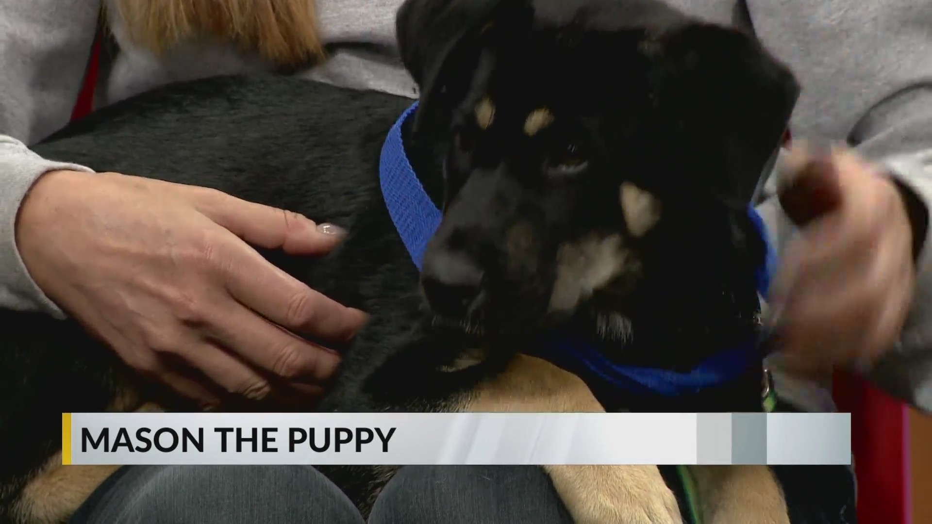 FURRY FRIDAY: Meet Mason the Dog – KX NEWS