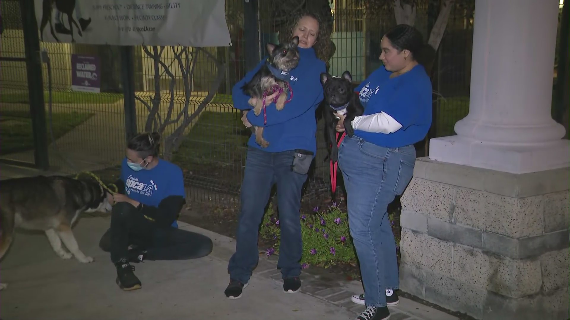 Celebrating National Pet Day with spcaLA – KTLA