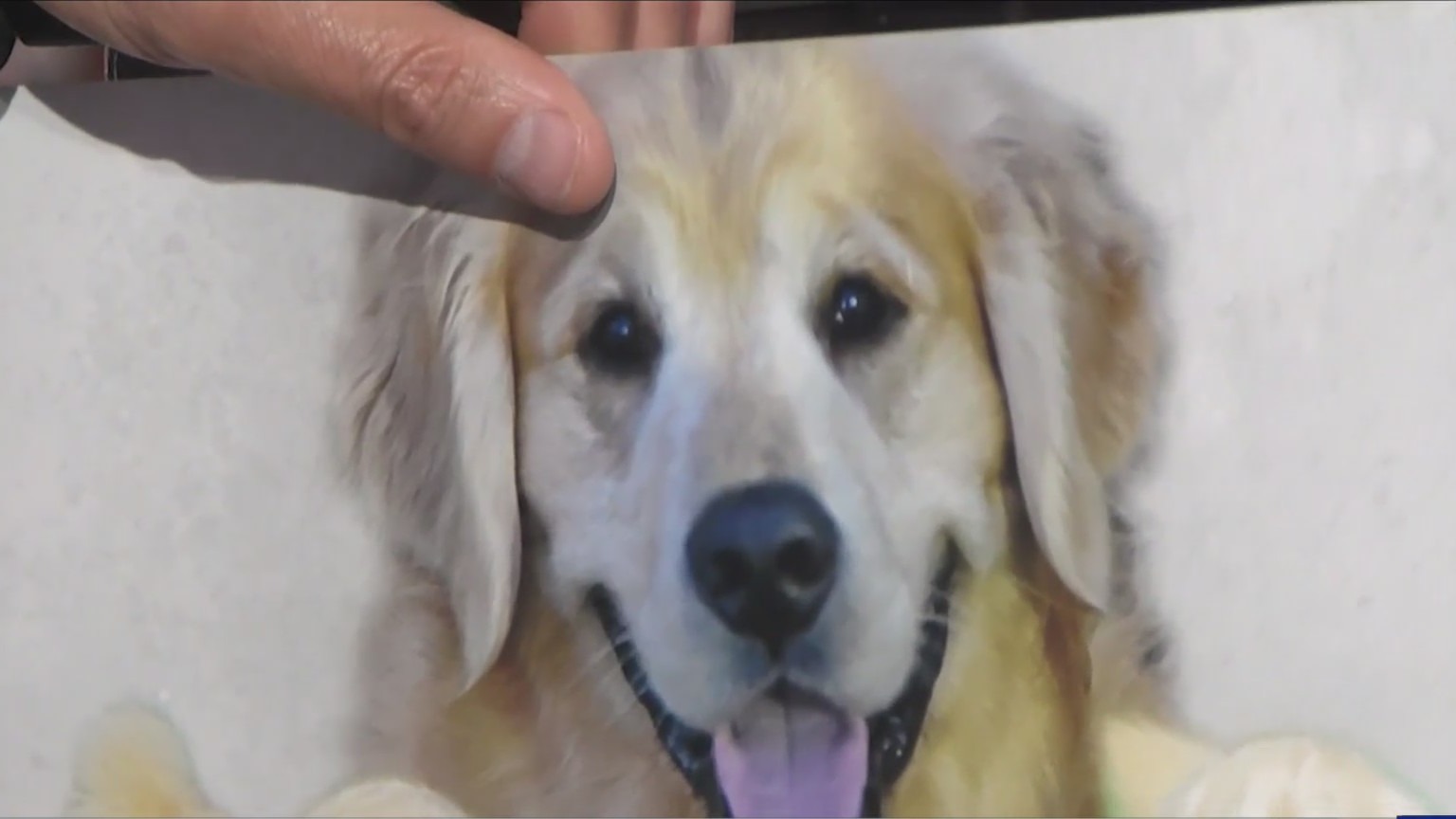 ‘Milo the Bat Dog’ remembered as charity-raising retriever for Red ...