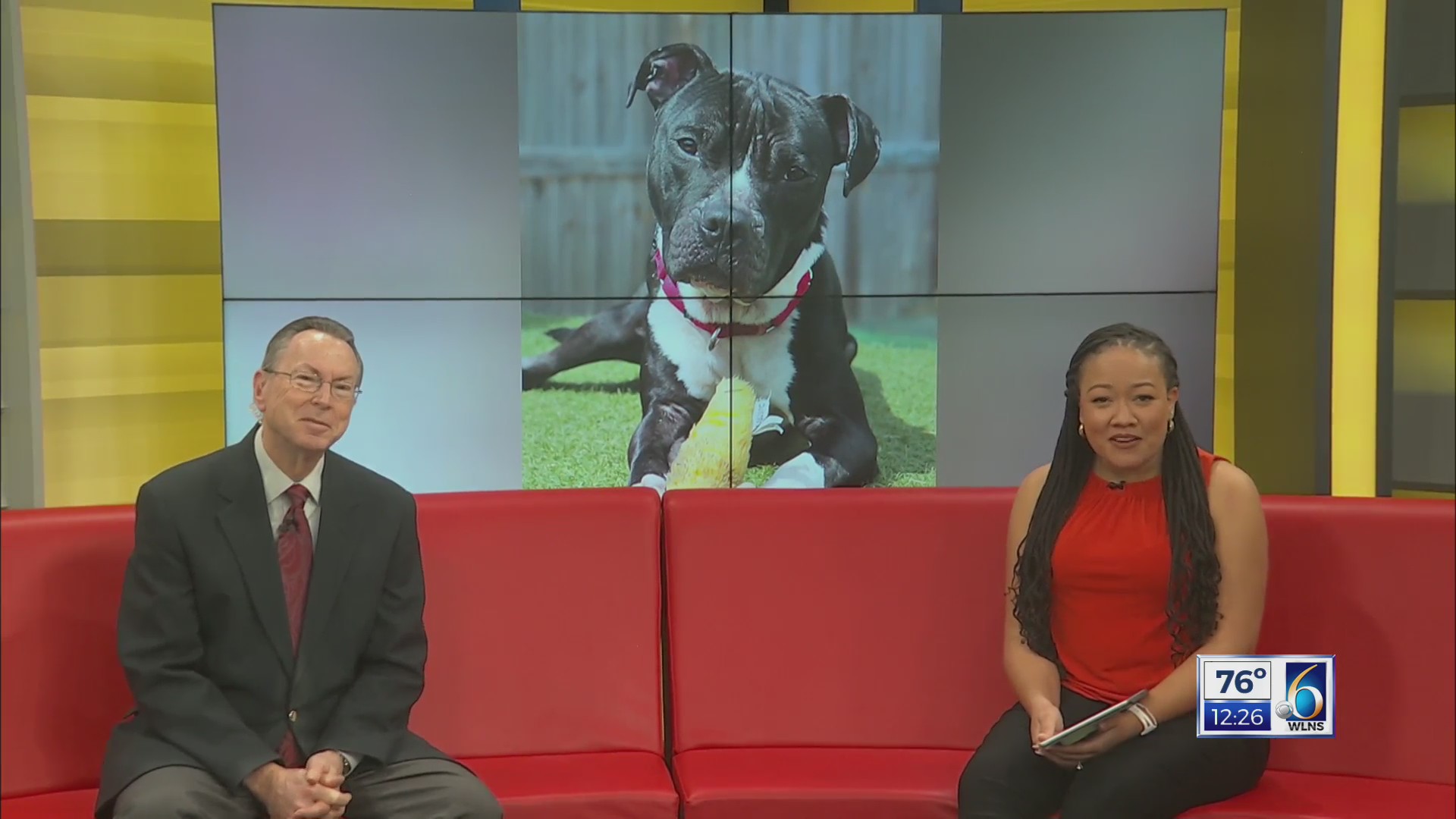 Sneasel Pet of the Day – WLNS 6 News