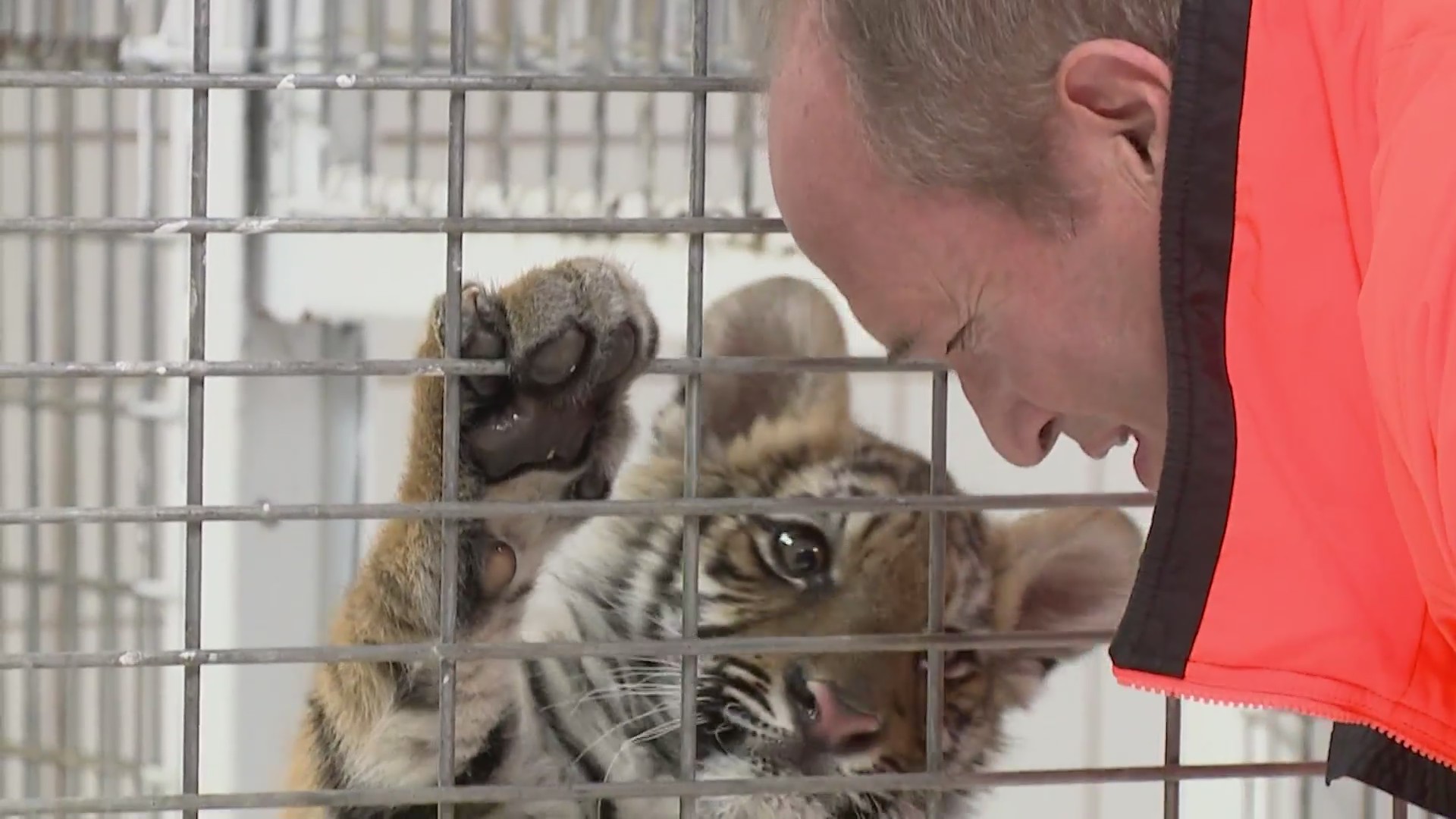 Duke the tiger cub adapting to Colorado home – KRQE NEWS 13 – Breaking ...