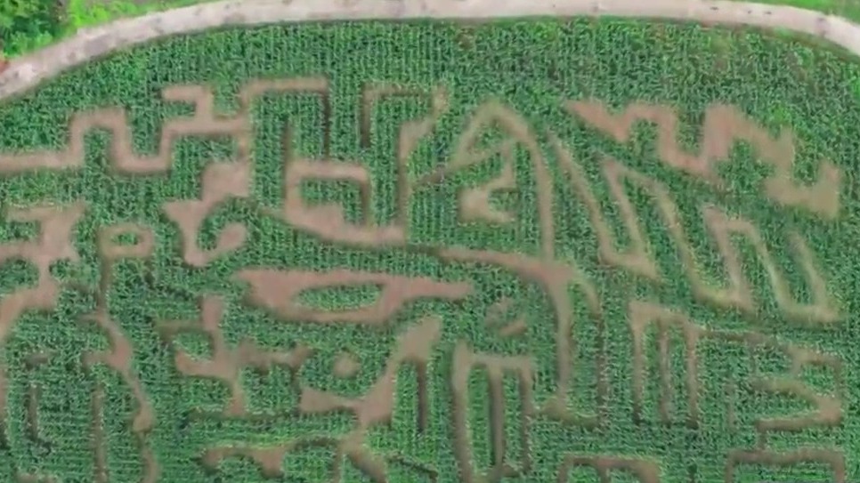 Queens County corn maze opens for the season – PIX11