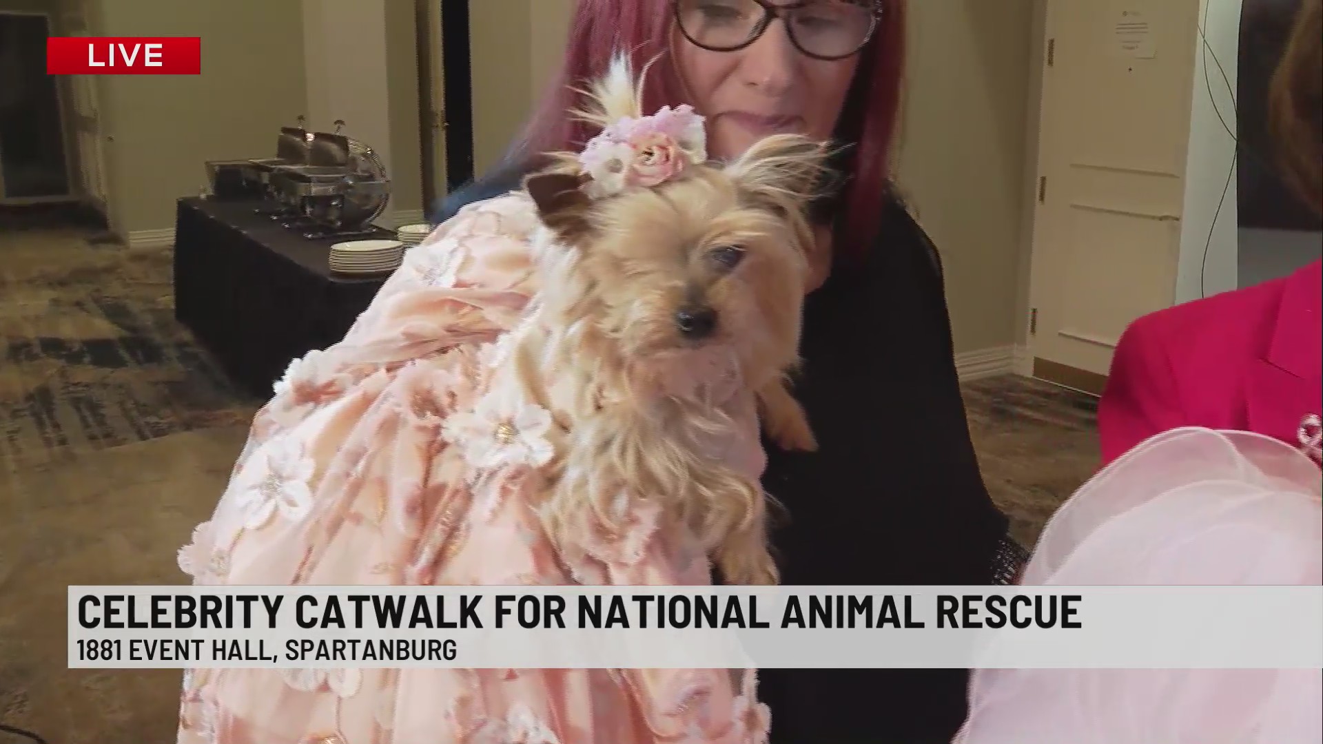 Celebrity Catwalk said between 6-8 million dogs & cats enter shelters ...