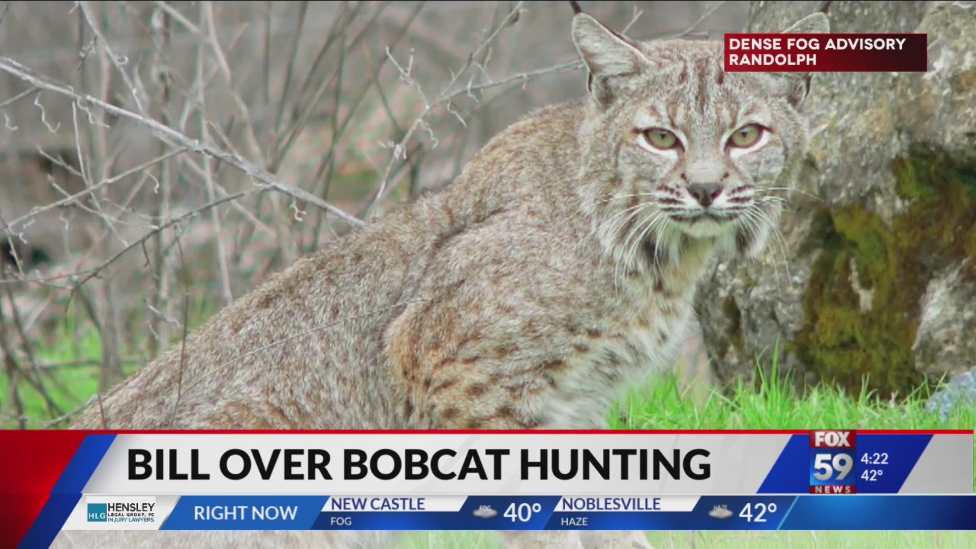 Bill over bobcat hunting in Indiana – WANE 15