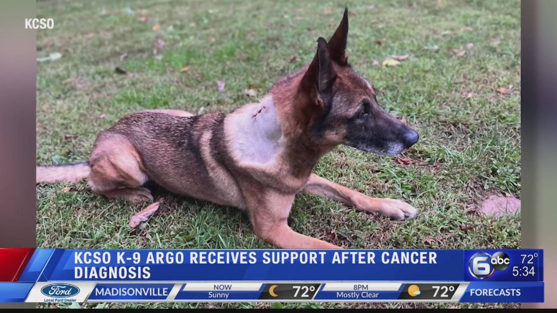 K-9 Argo receives support after cancer diagnosis – WATE 6 On Your Side
