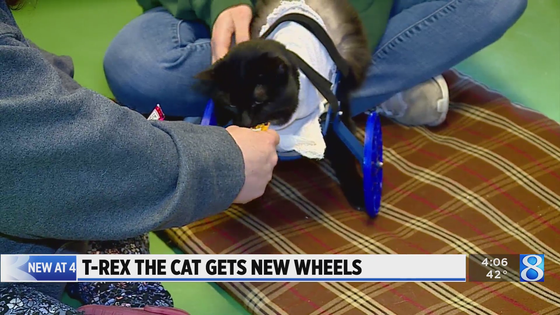 T-Rex the two-legged cat gifted new wheels – NEWS10 ABC
