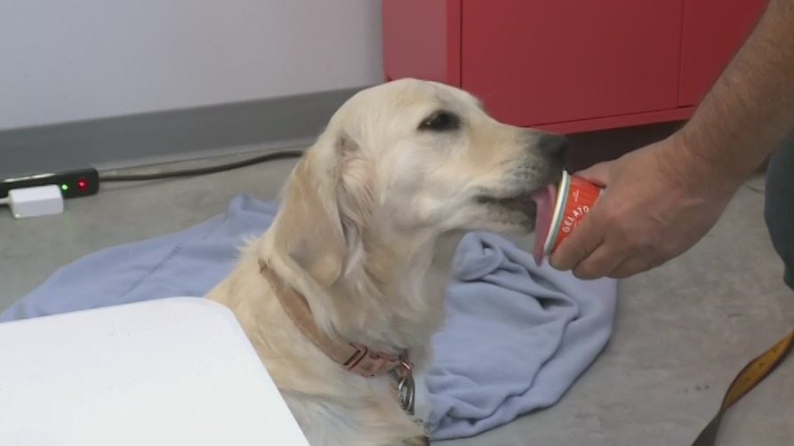 Kohr Explores: Swell Gelato is serving up sweet treats for pups – KOIN.com