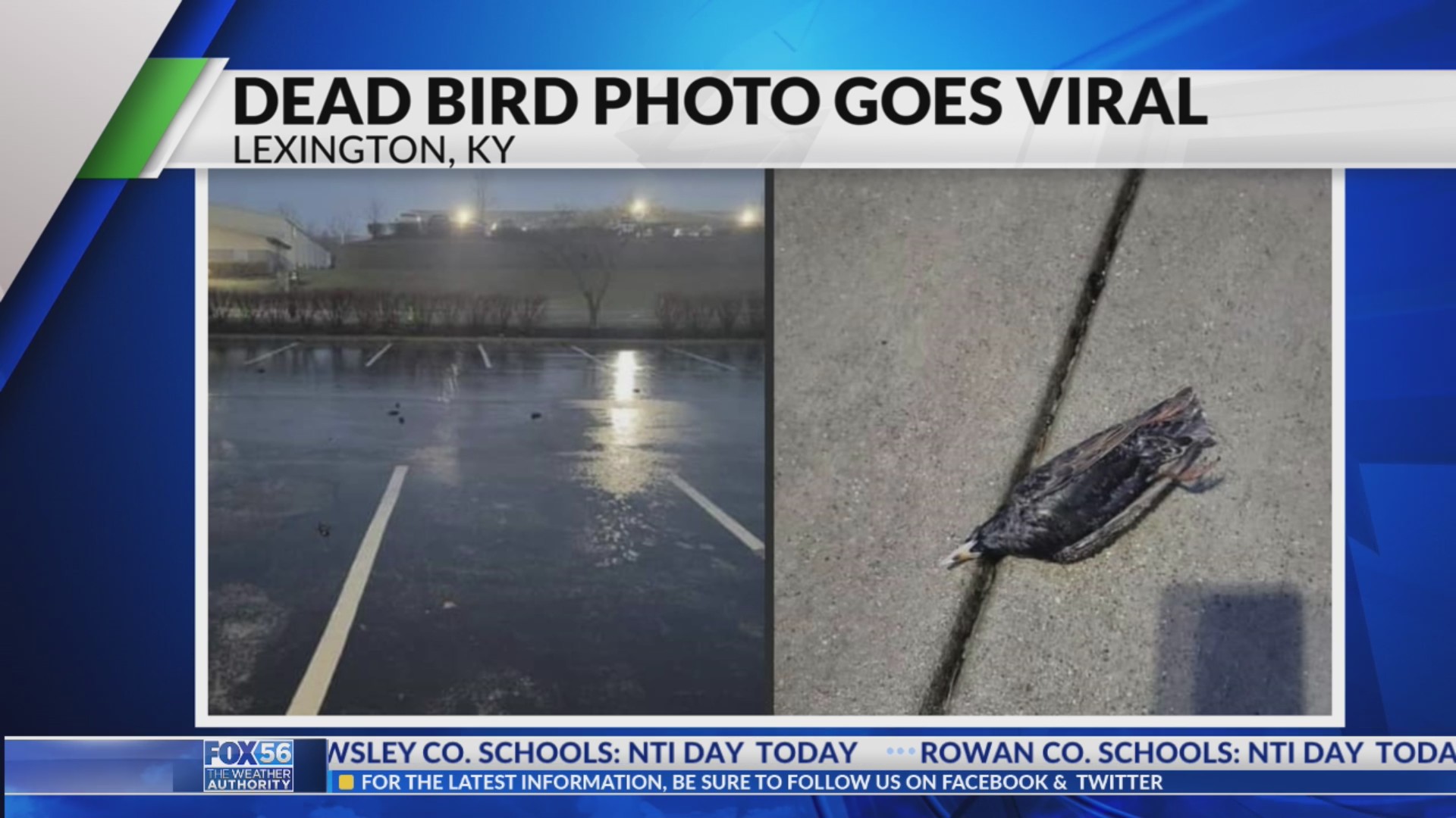 Lexington dead bird photo goes viral – FOX 56 News