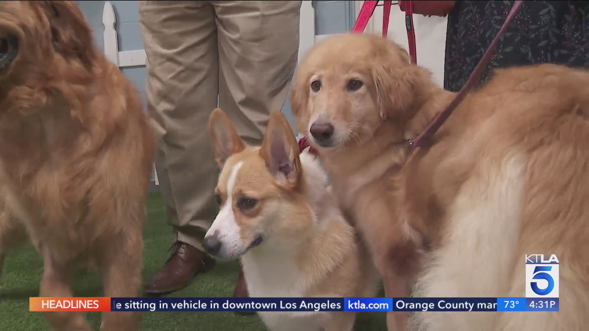 Dogs rescued from slaughter arrive in Southern California – KTLA