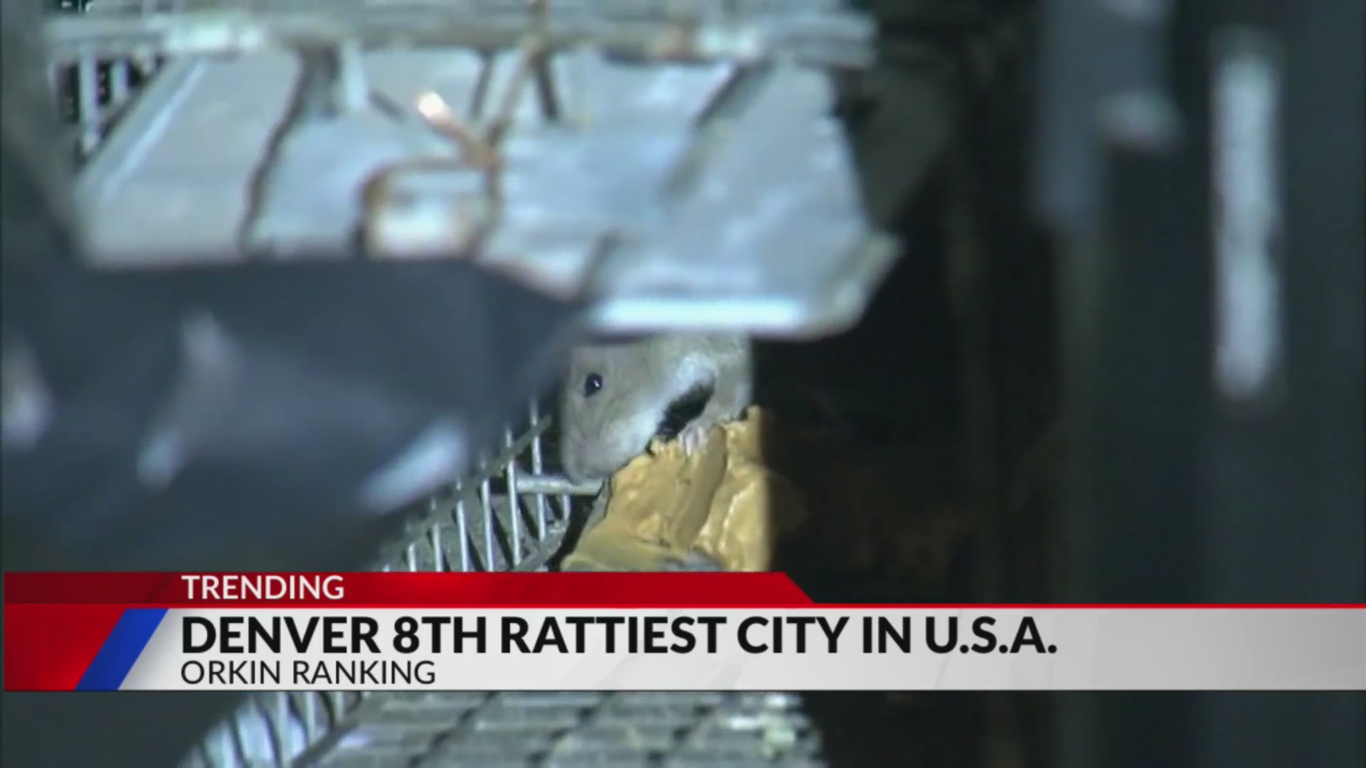 Denver among the ‘rattiest’ in the U.S., according to Orkin – FOX31 Denver