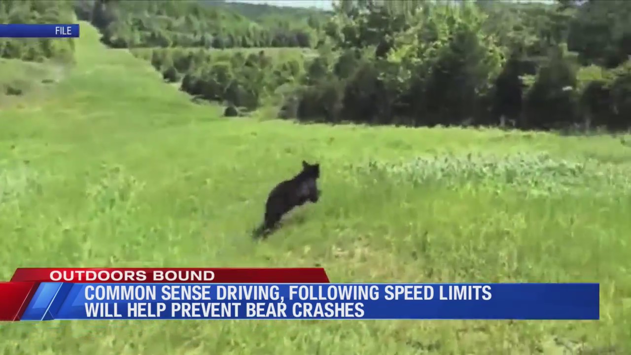 Rising bear numbers lead to more bear-vehicle accidents – WSPA 7NEWS