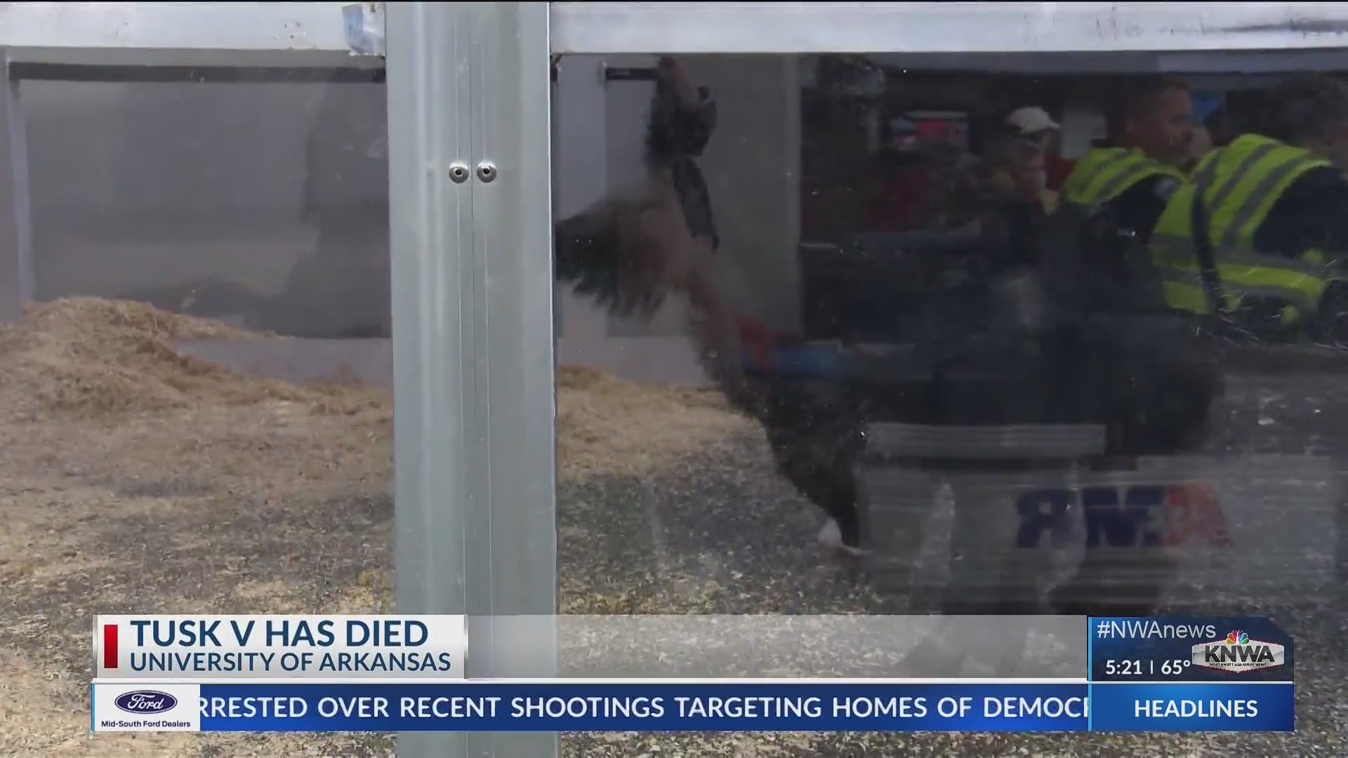 Arkansas Razorbacks mascot Tusk V has died – KNWA FOX24