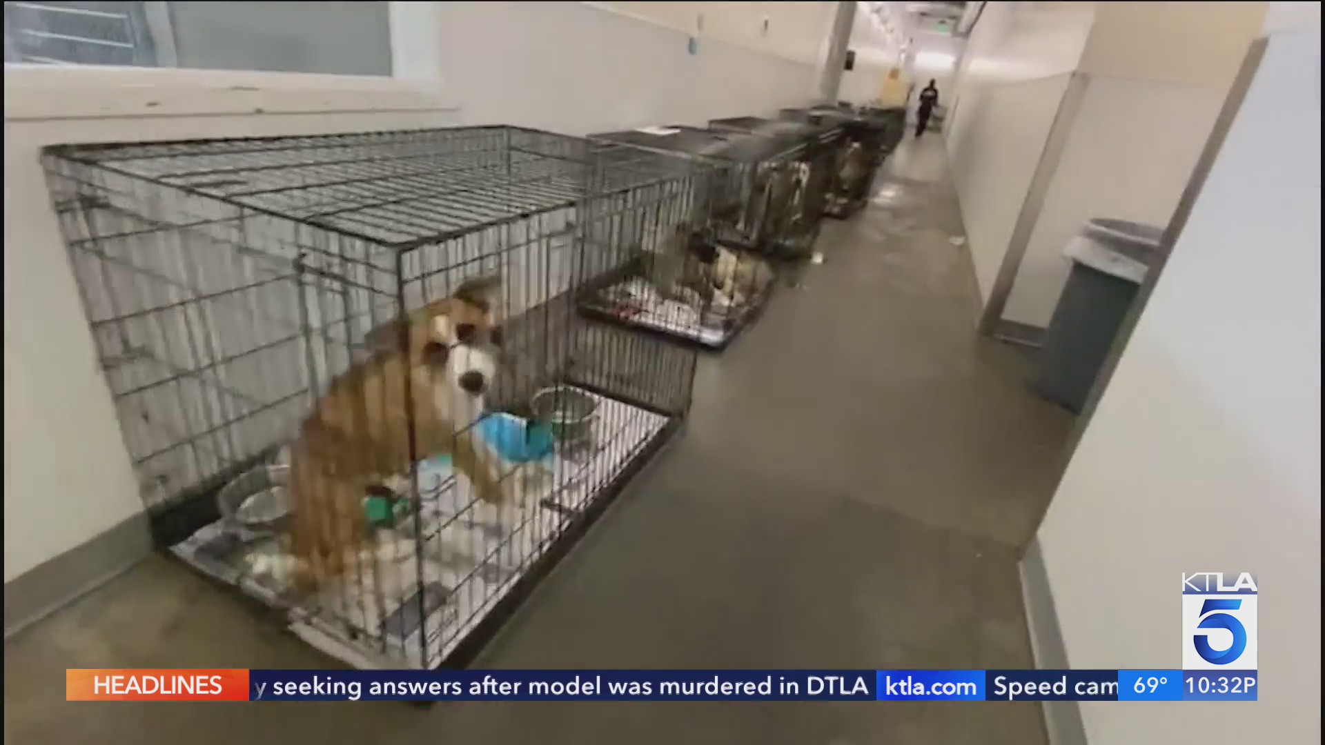 Officials propose solution to combat overcrowded animal shelters – KTLA
