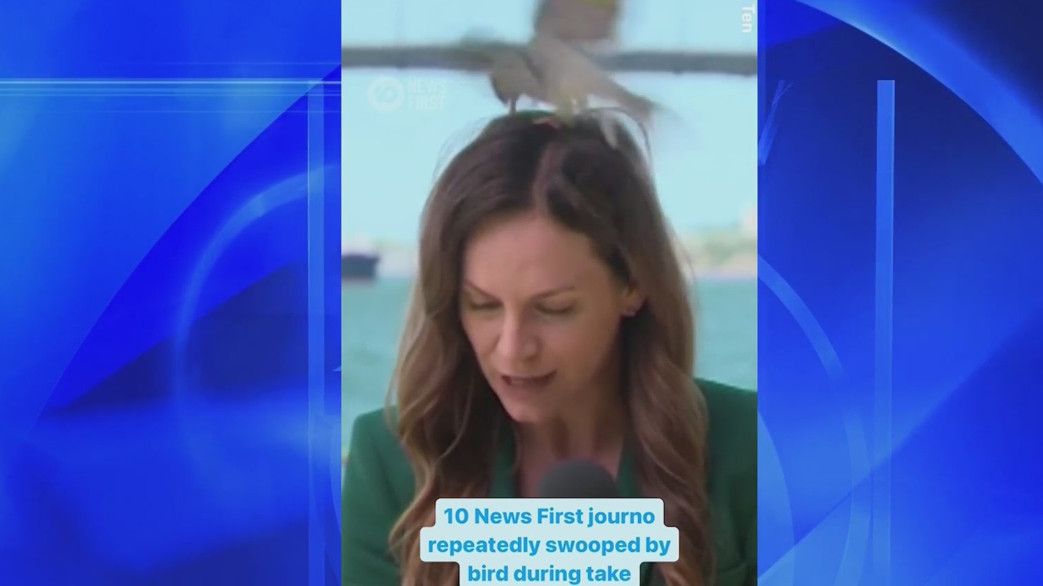 News reporter attacked by bird 9 times during live shot – KTLA
