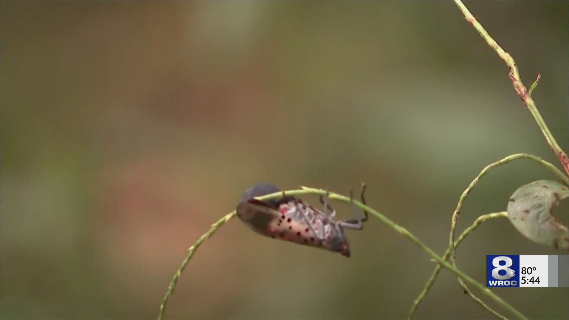 Rising Spotted Lanternfly cases in New York City raise concerns for ...